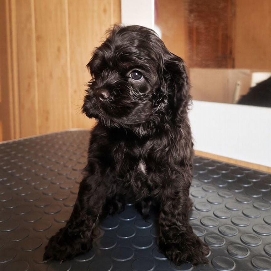 Американский кокер-спаниель, щенок