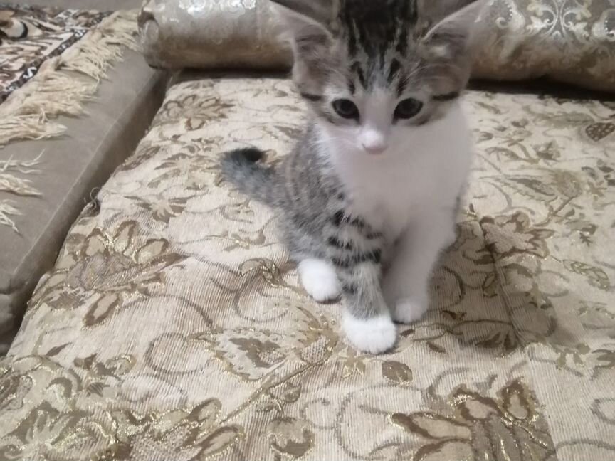 Кошки в добрые руки бесплатно