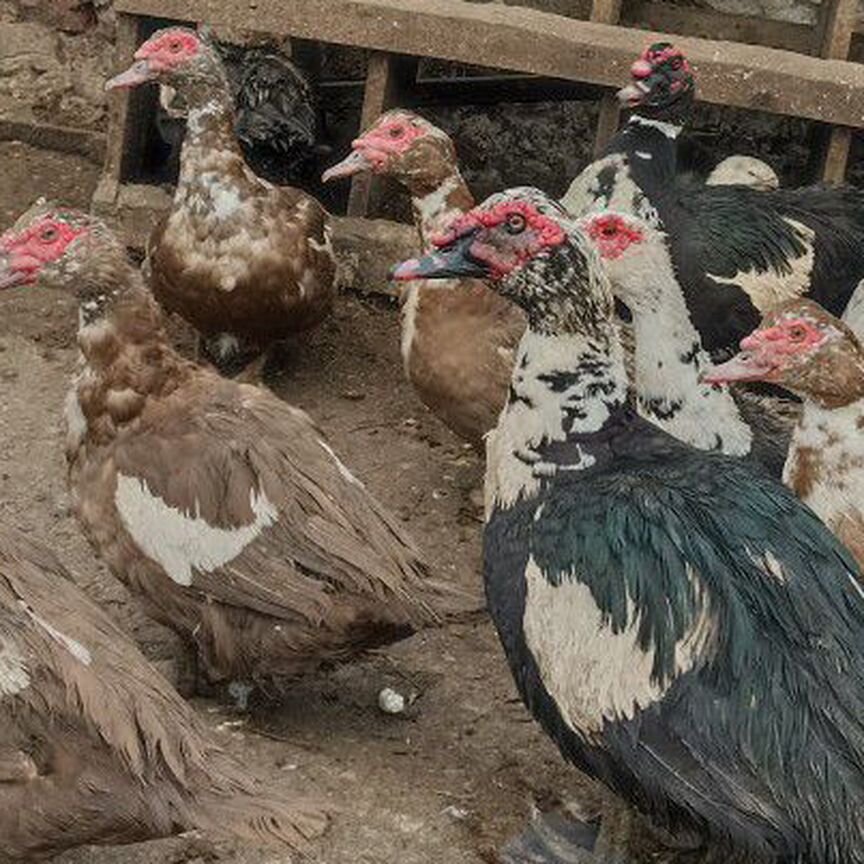 Мускусные утки, гуси