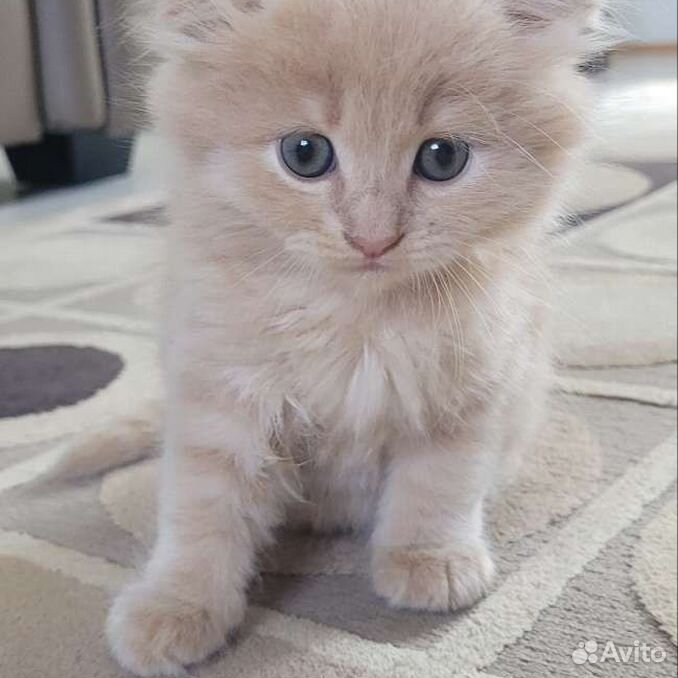 Британский вислоухий котик