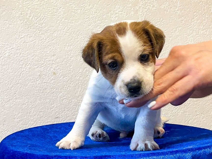 Щенок джек рассел терьер, мальчик Людвиг