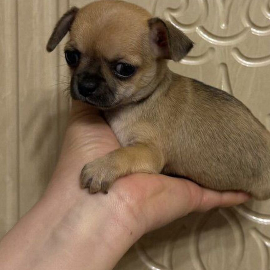 Чихуахуа, щенок