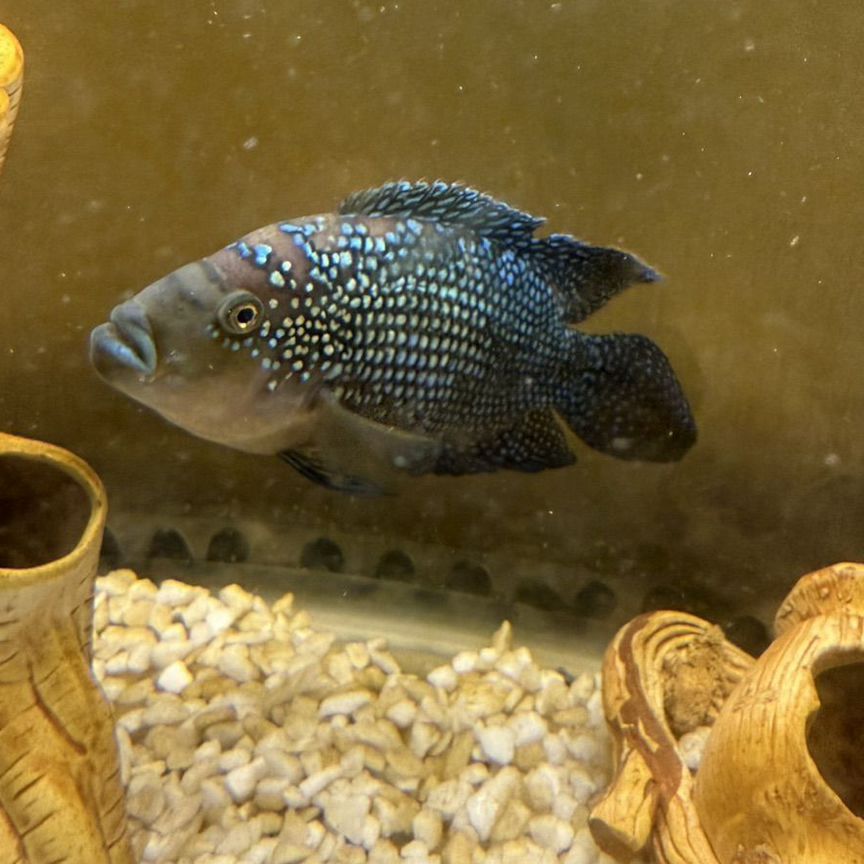 Рыба Цихлиды,Пчелка, 2 года