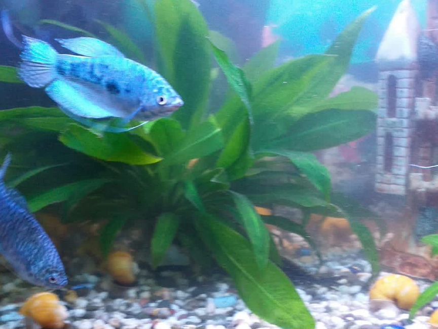 Эхинодорус