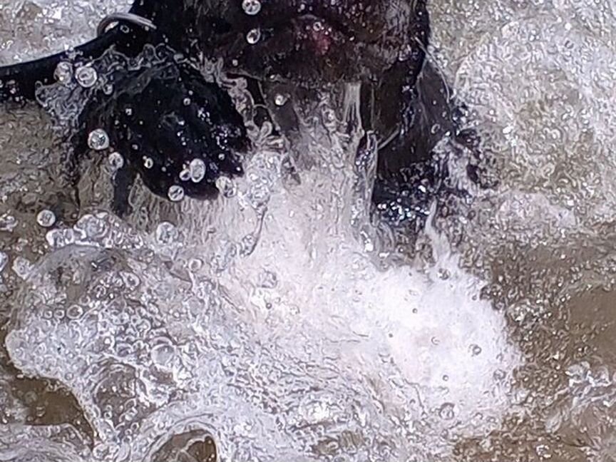 Собака Амулет 8 месяцев