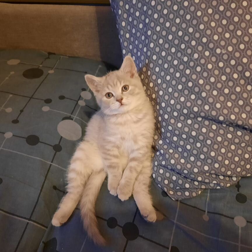 Продам котенка шотланского