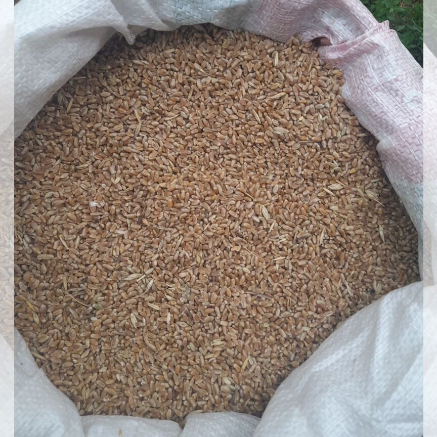 Продам пшеницу