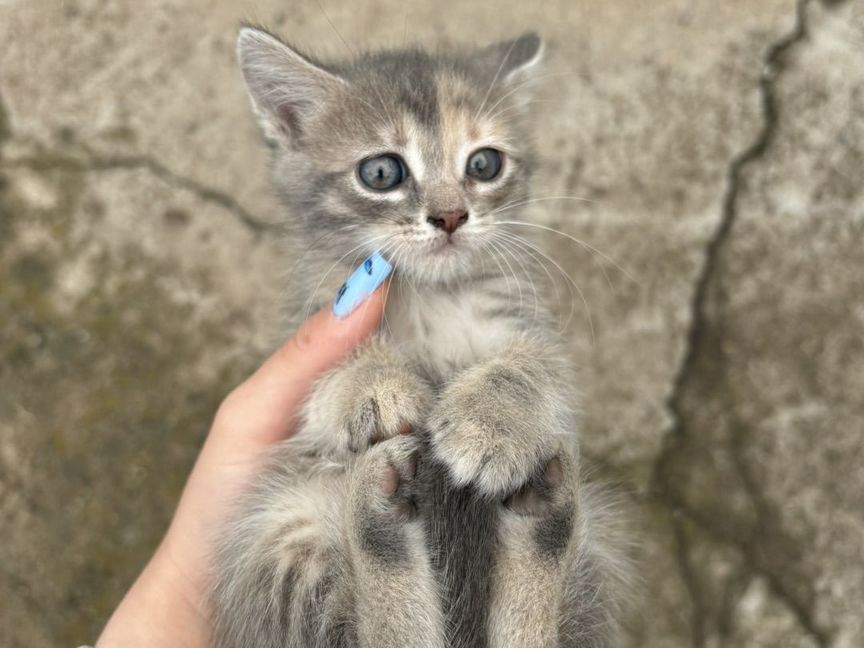 Котята