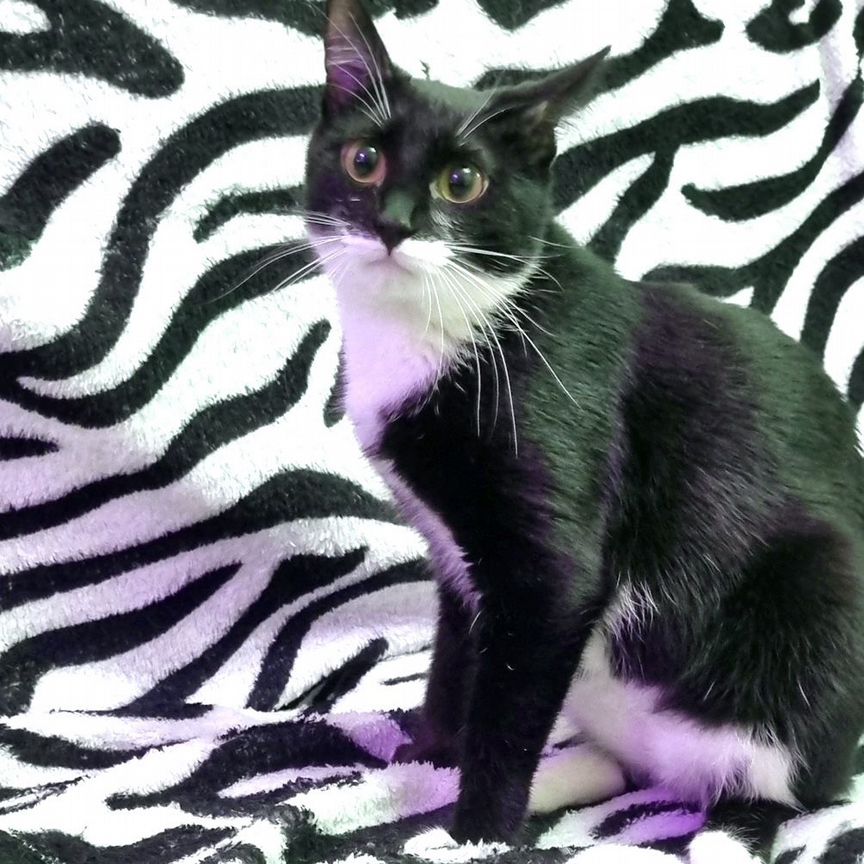 Кошечка для души