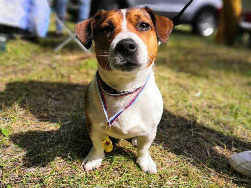 Вязка джек рассел терьер