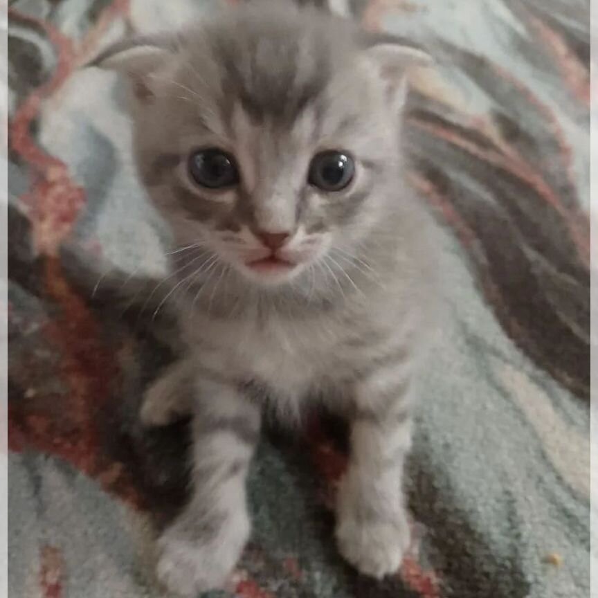 Турецкая ангора котёнок