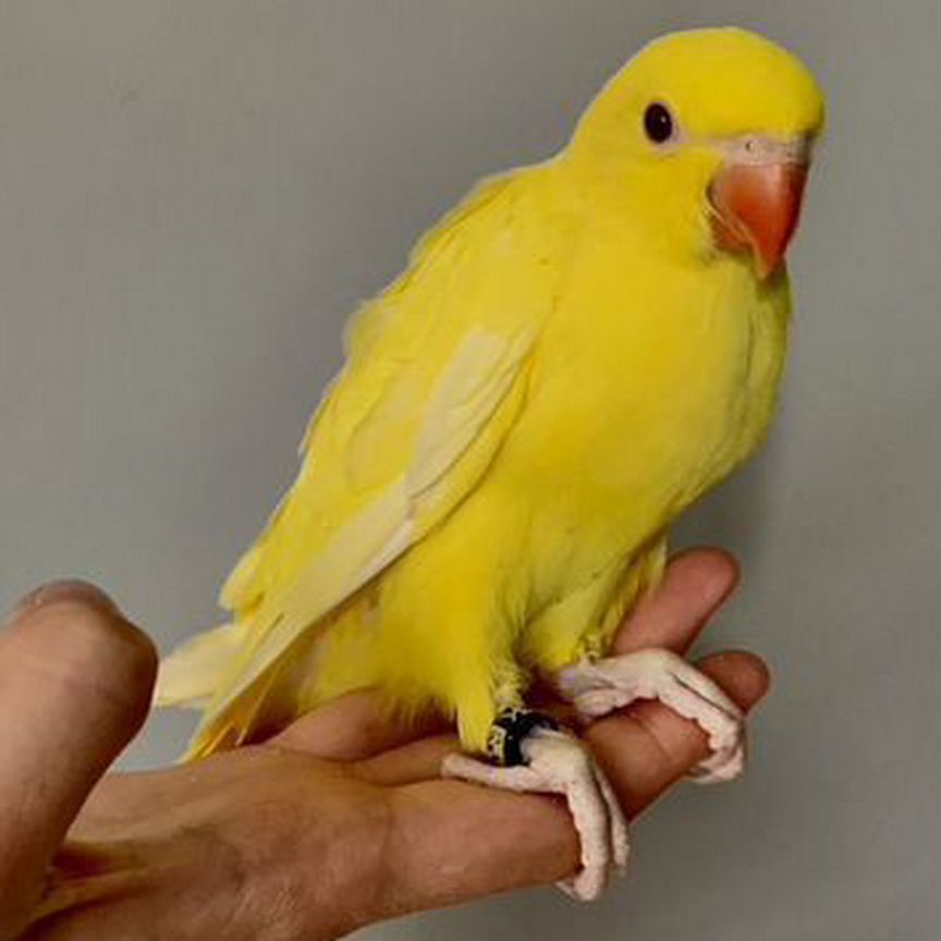 Ожереловый попугай выкормыш