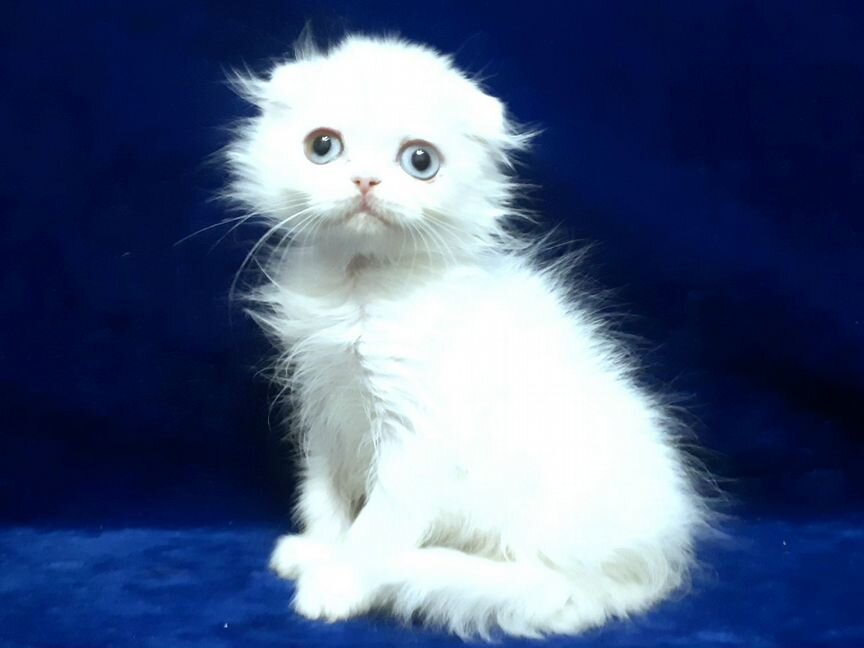 Белая вислоухая девочка