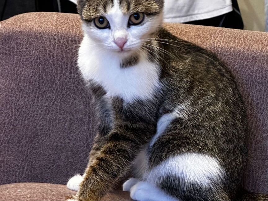 Котенок девочка 4 месяца