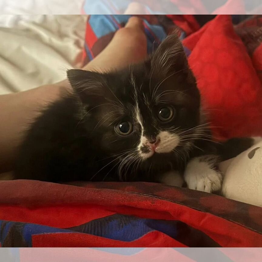 Котёнок в добрые руки