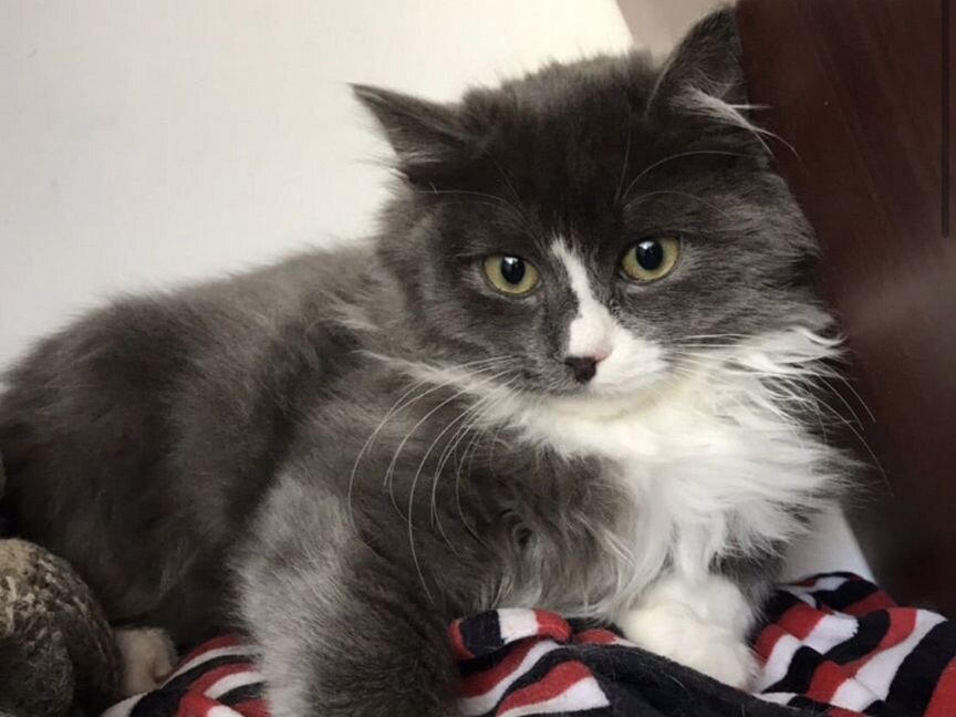 Котёнок в добрые руки