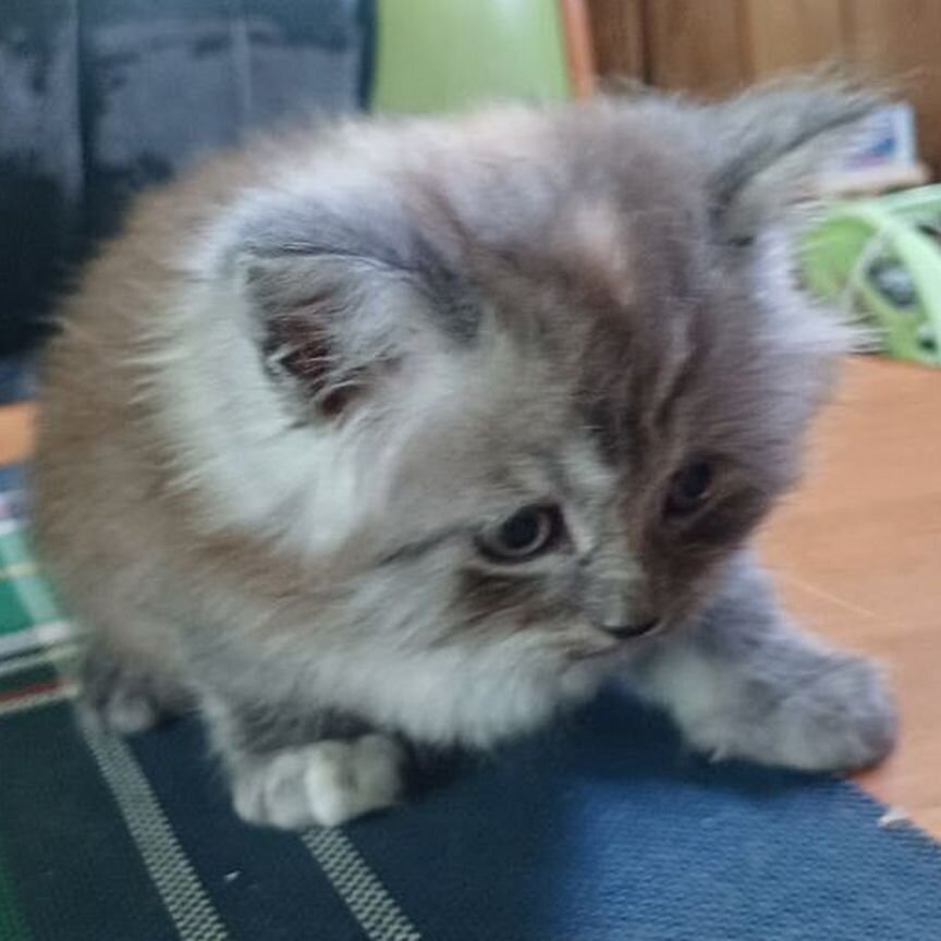Котята отдам даром