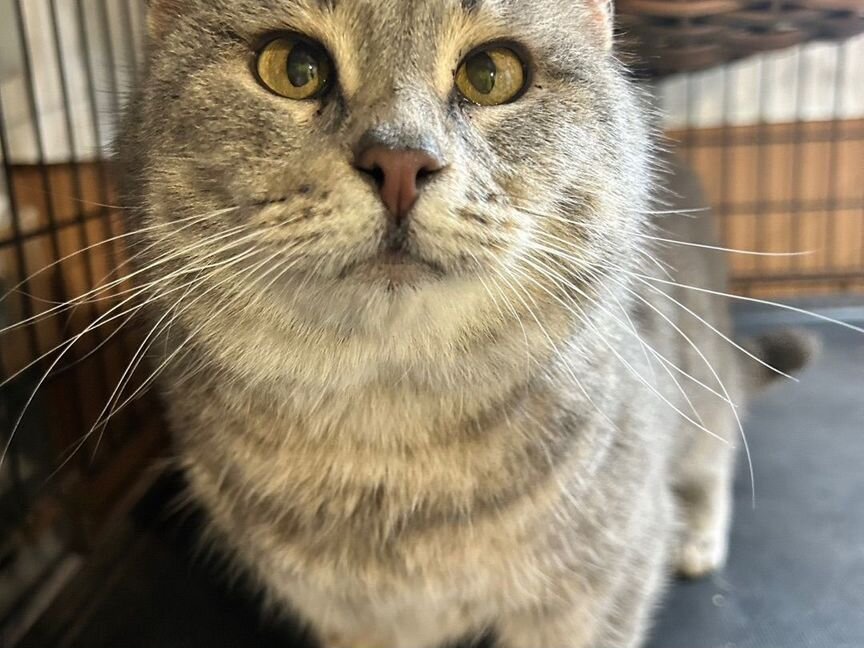 Люся в добрые руки