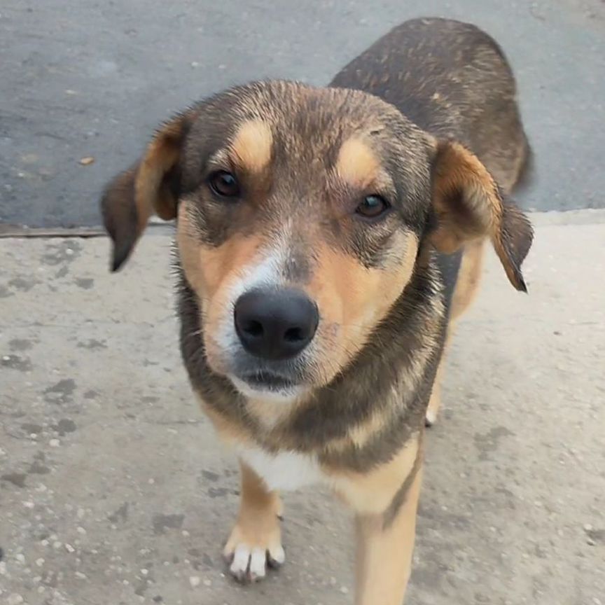 Верный друг, щенок