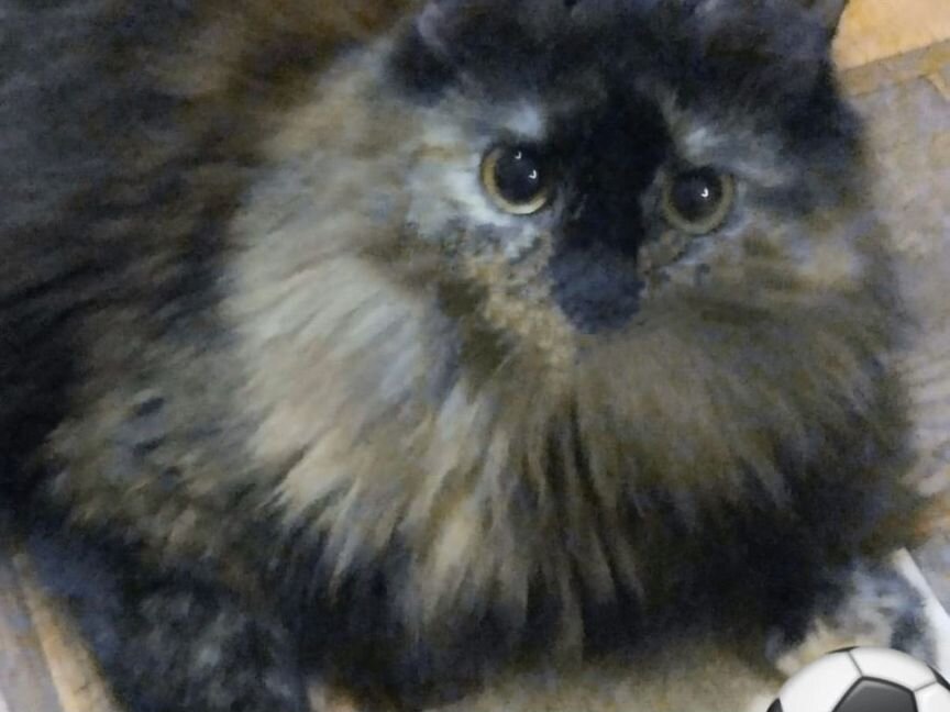 Сибирская кошечка редкого окраса, стерелизована