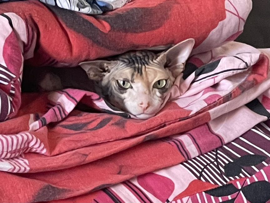 Кошка