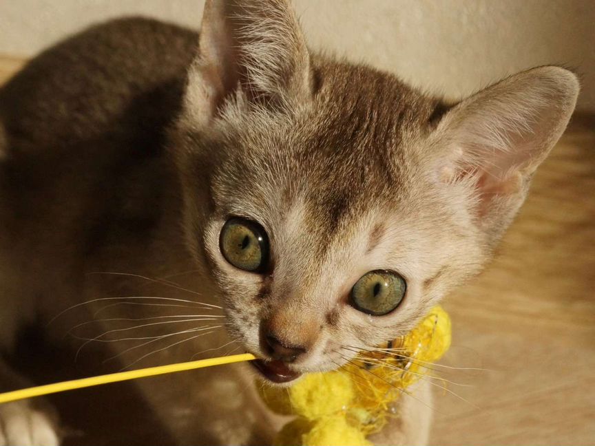 Сингапурские котята