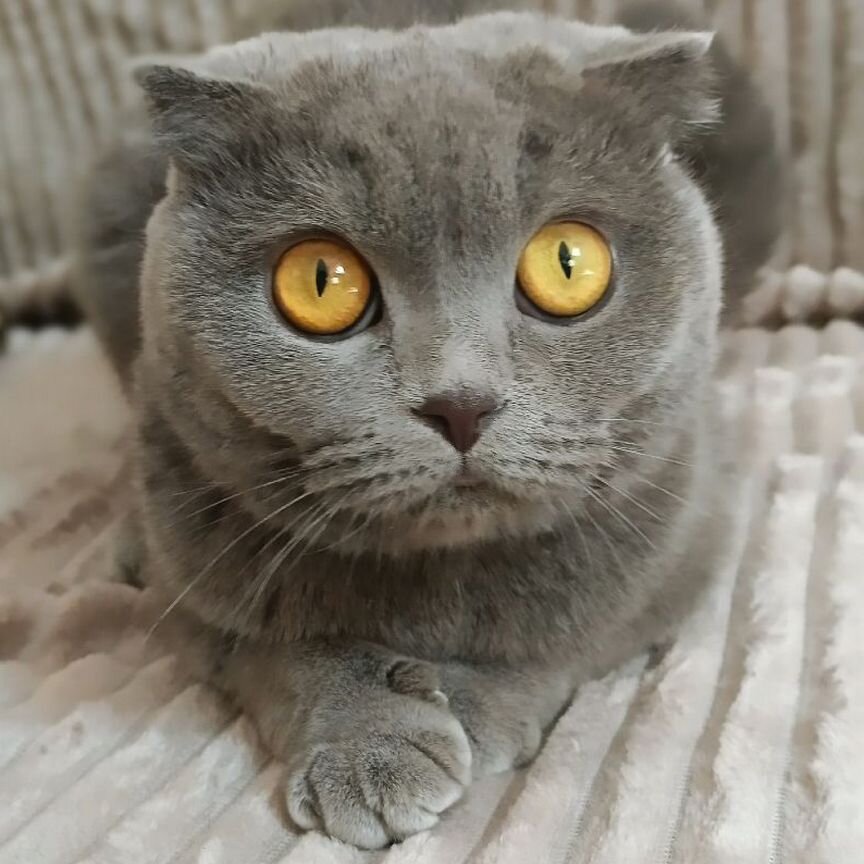 Шотландская вислоухая короткошёрстная, взрослая кошка