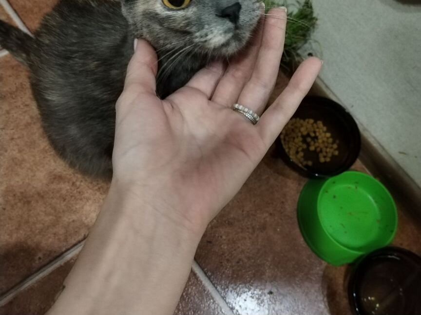 Кошечка в добрые руки