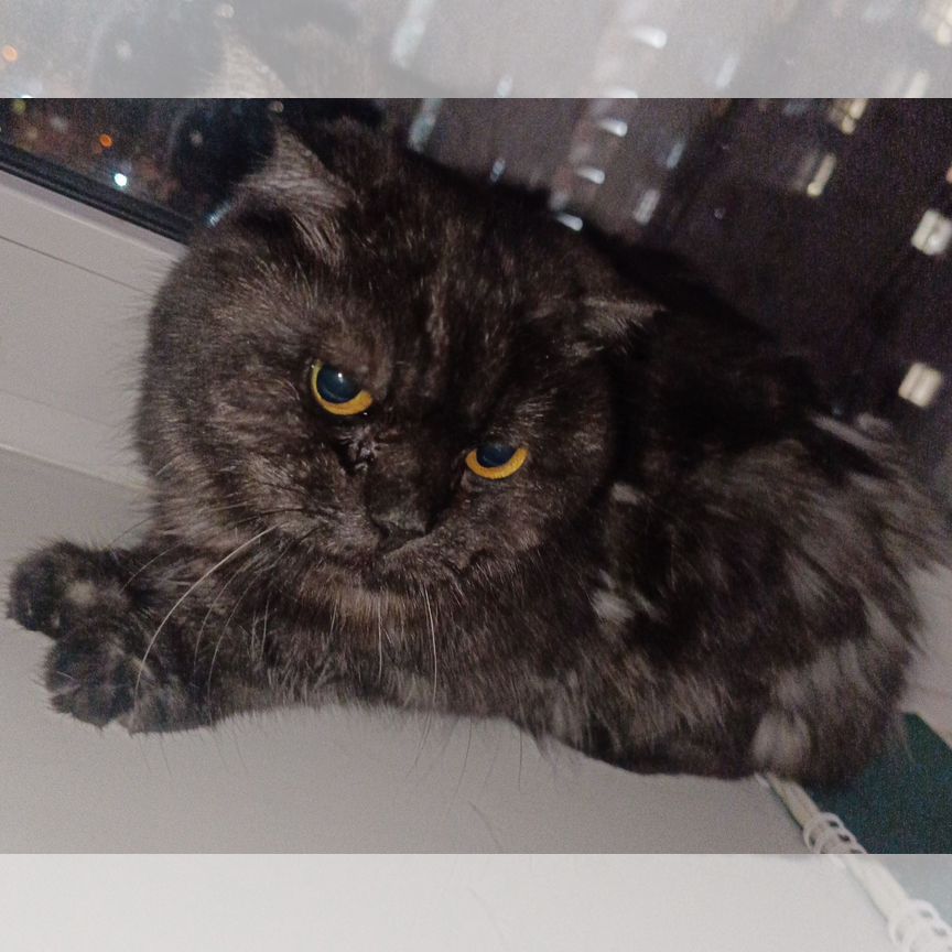 Шотланский кот