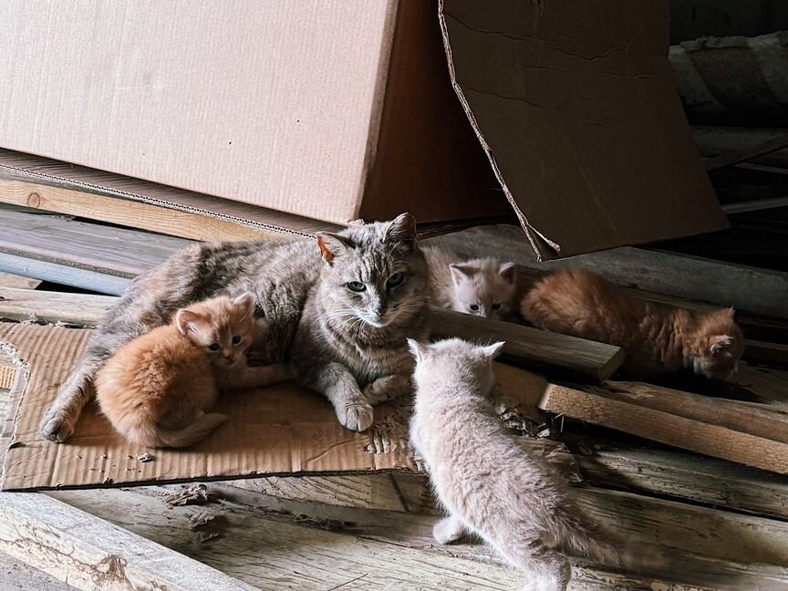 Котята рыжие бесплатно