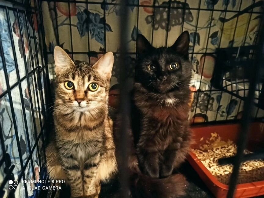 Котята подростки