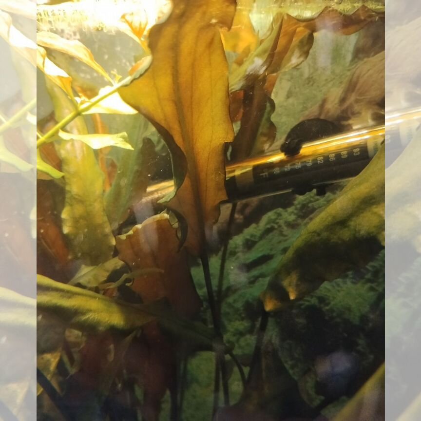 Криптокорина вендта