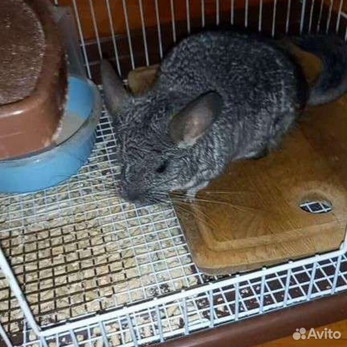 Шиншилла ручная с клеткой