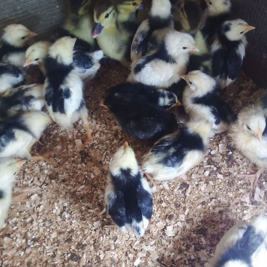 Цыплята пушкинские подрощенные и суточные на 5 сен