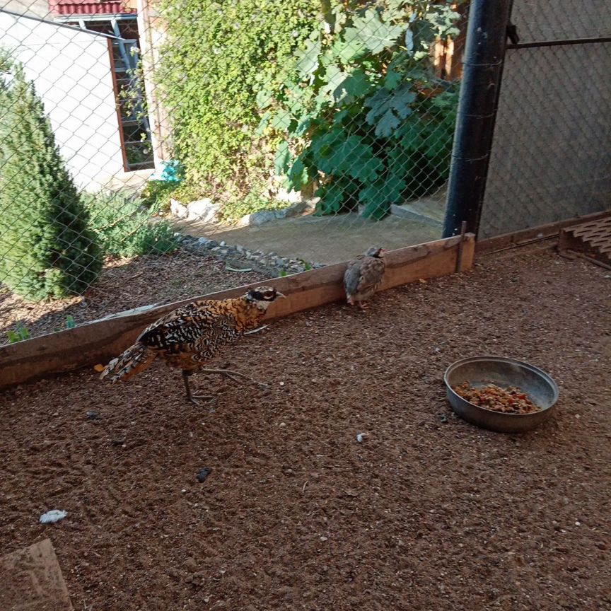 Королевский фазан, 5 мес