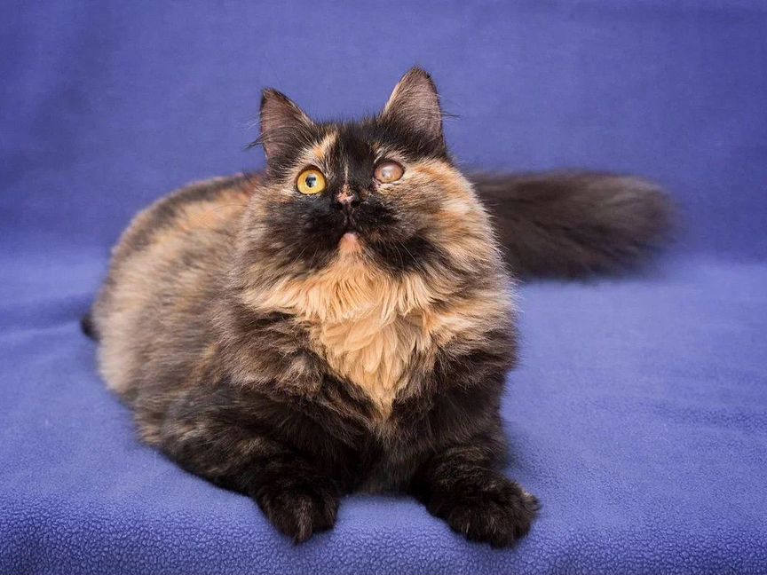 Максимально компанейская кошь