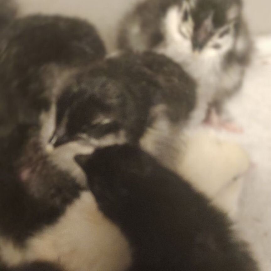 Цыплята суточные несушки