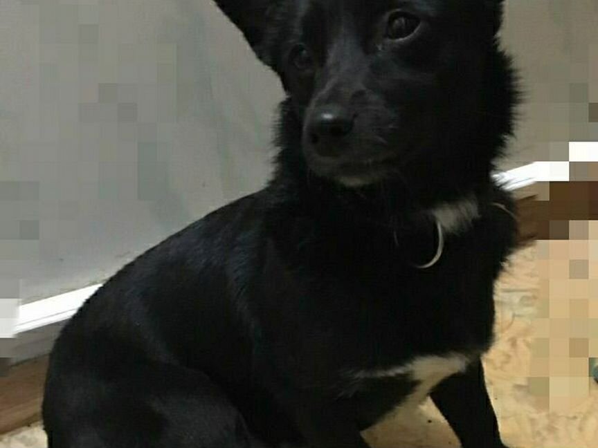 Бублик небольшой обаяшка