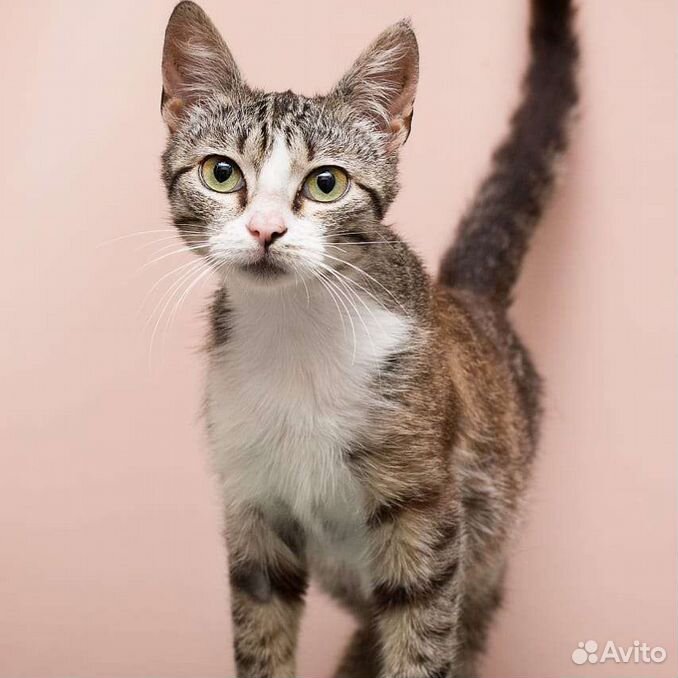 Европейская кошка кот котенок в добрые руки