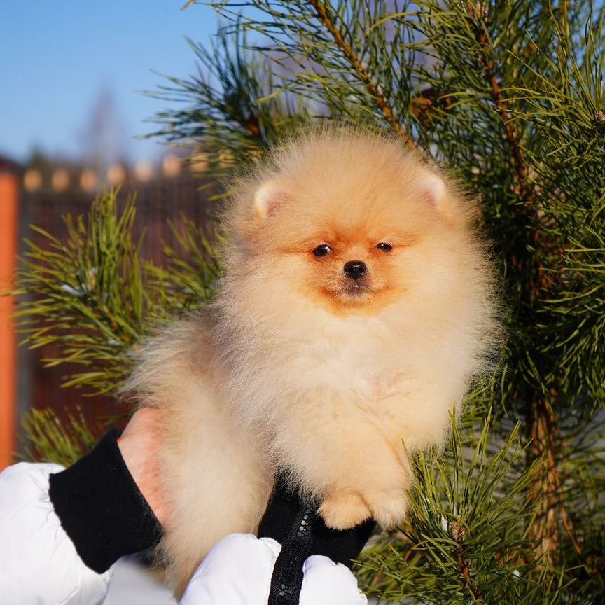 Померанское счастье