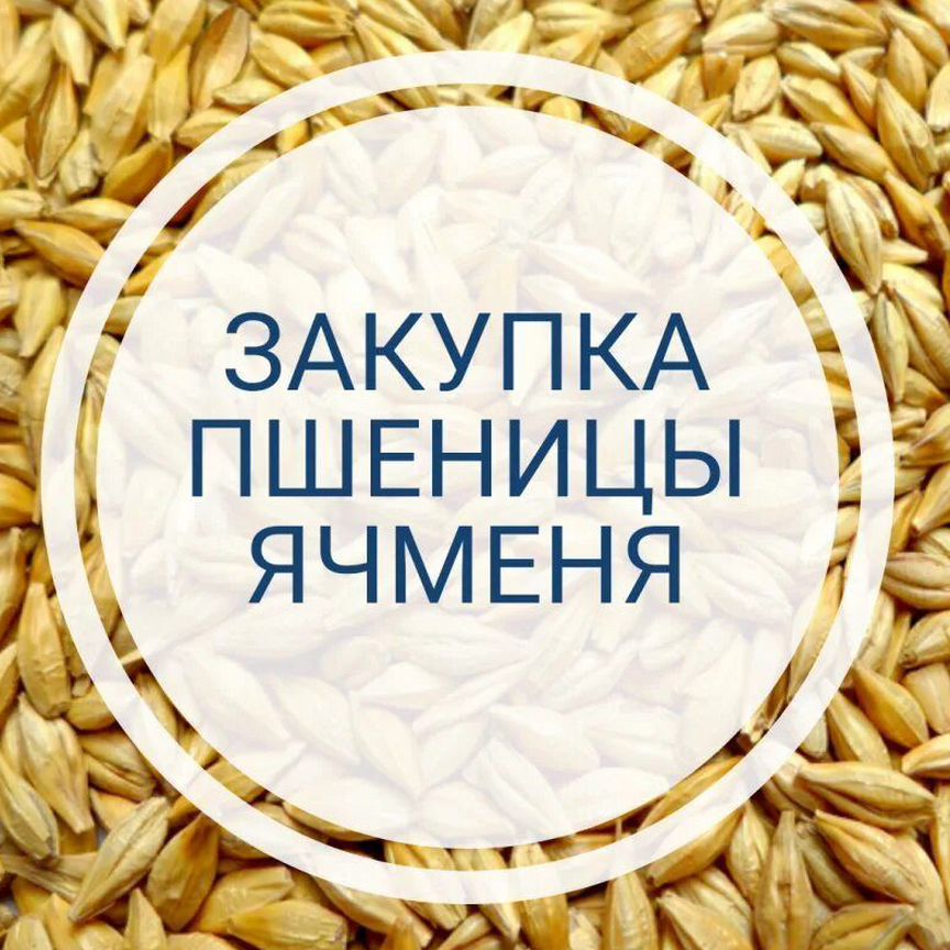 Закуп зерна пшеница ячмень горох лен