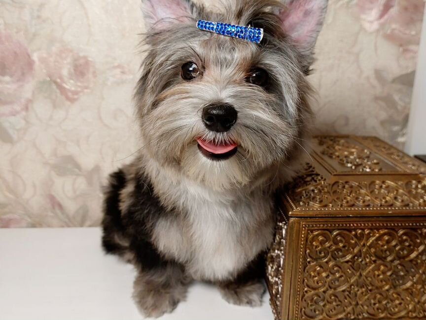 Мраморная красотка