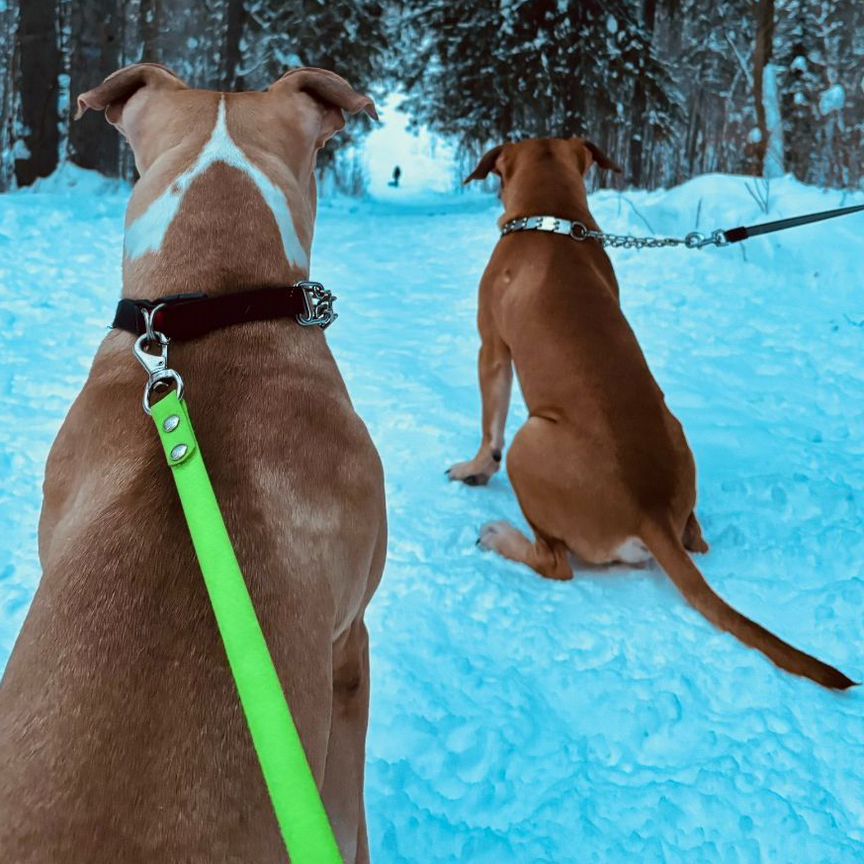 Американский стаффордширский терьер, щенок