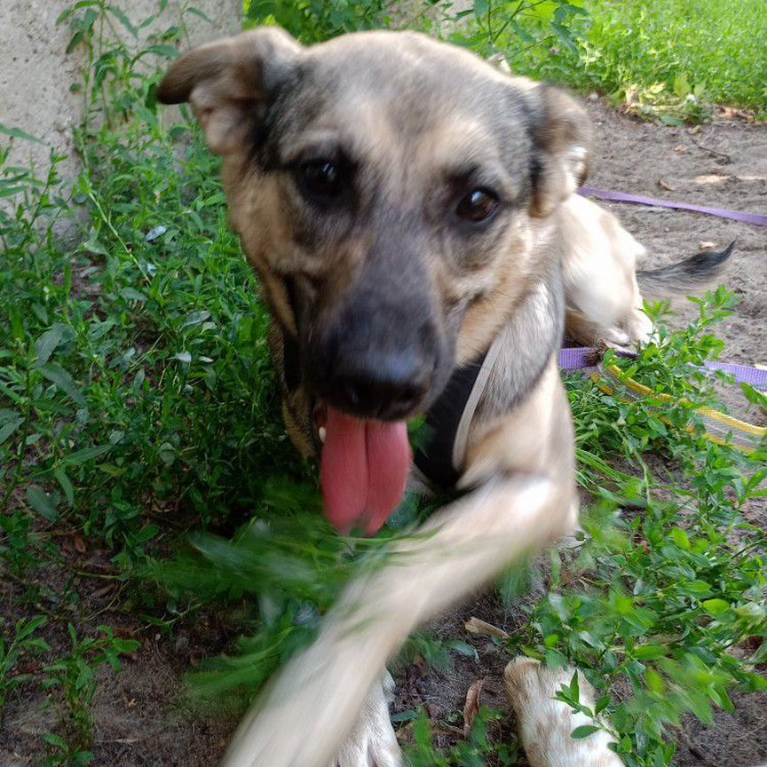 Спасите собаку от одиночества, в добрые руки дар