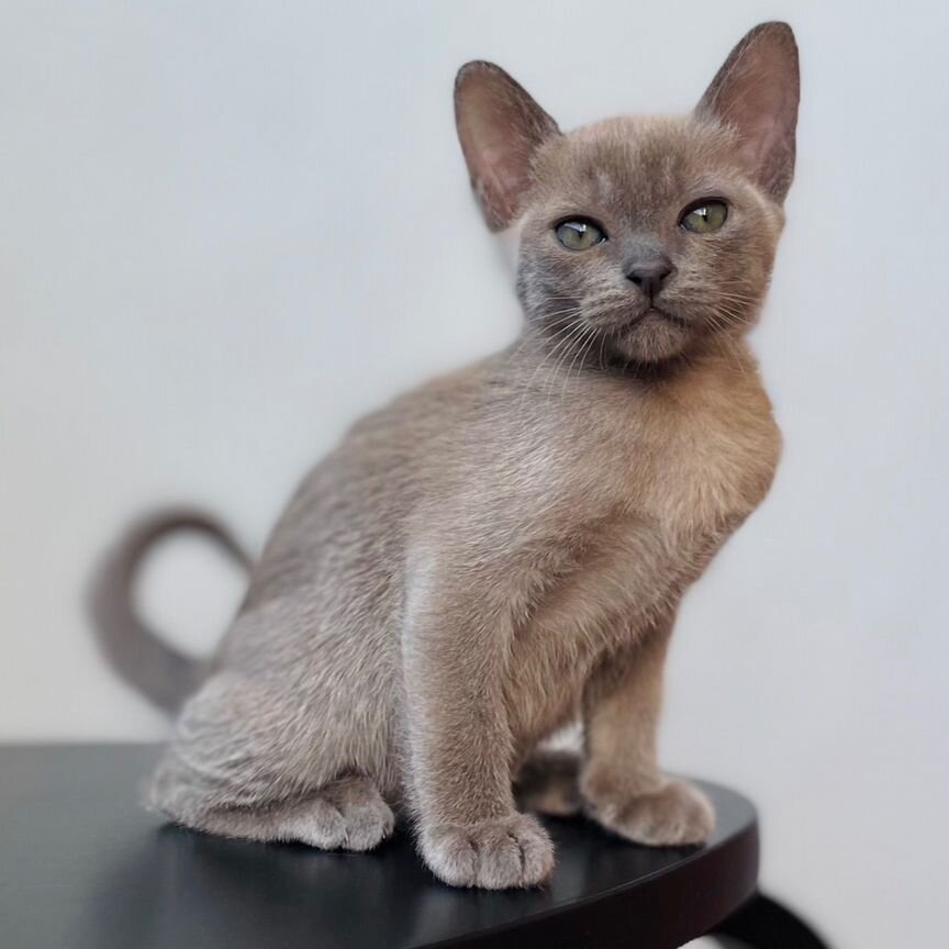 Европейский бурманский котёнок