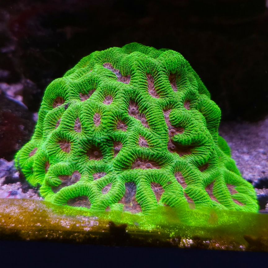 Морские кораллы, TSA, CB Bubble Yum Maze Brain