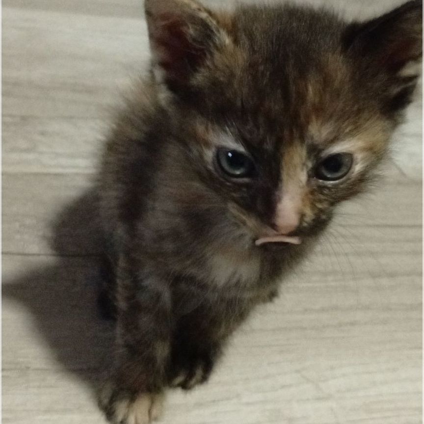 Котёнок в добрые руки