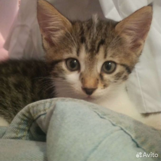 Котята(1,5месяц) в хорошие руки