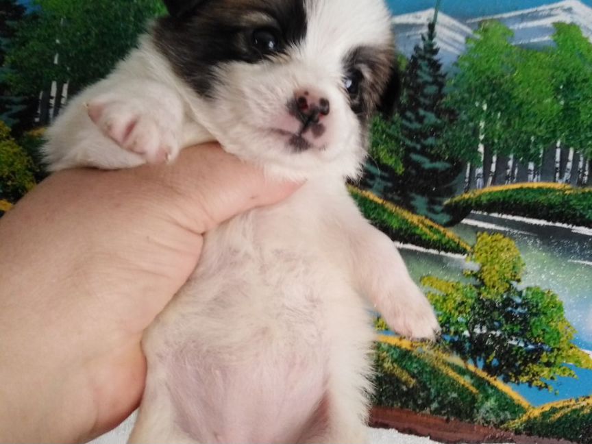 Шпиц+болонка