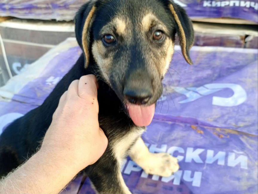 Щенки от охранной собаки в дар